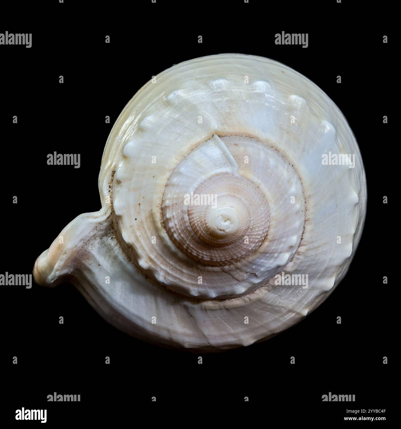 A striking Phalium glaucum seashell with its smooth white surface and ...