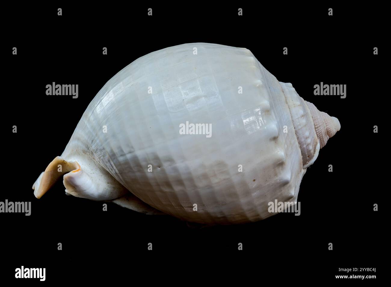 A striking Phalium glaucum seashell with its smooth white surface and ...