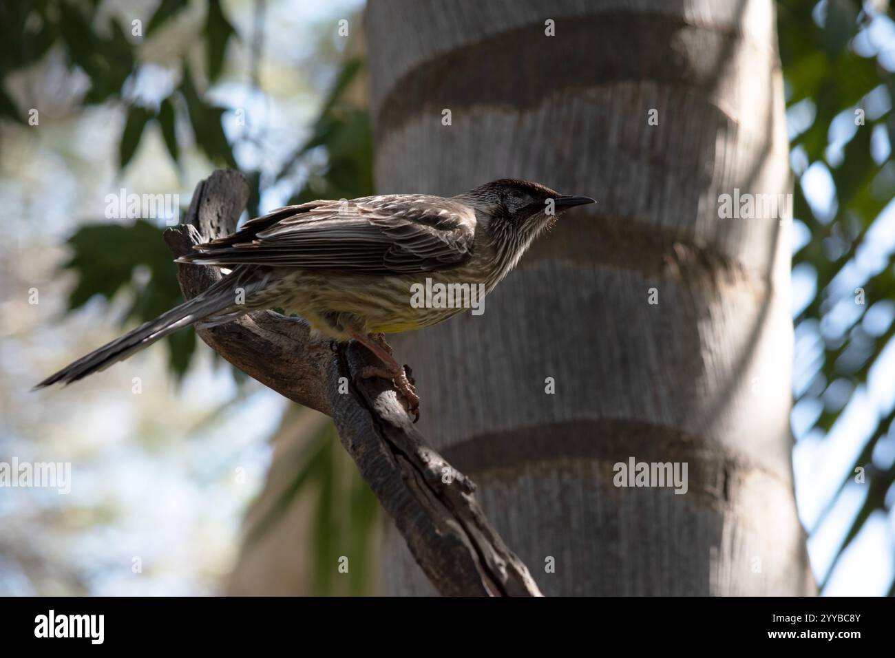 The Red Wattlebird is a large, noisy honeyeater. The common name refers ...