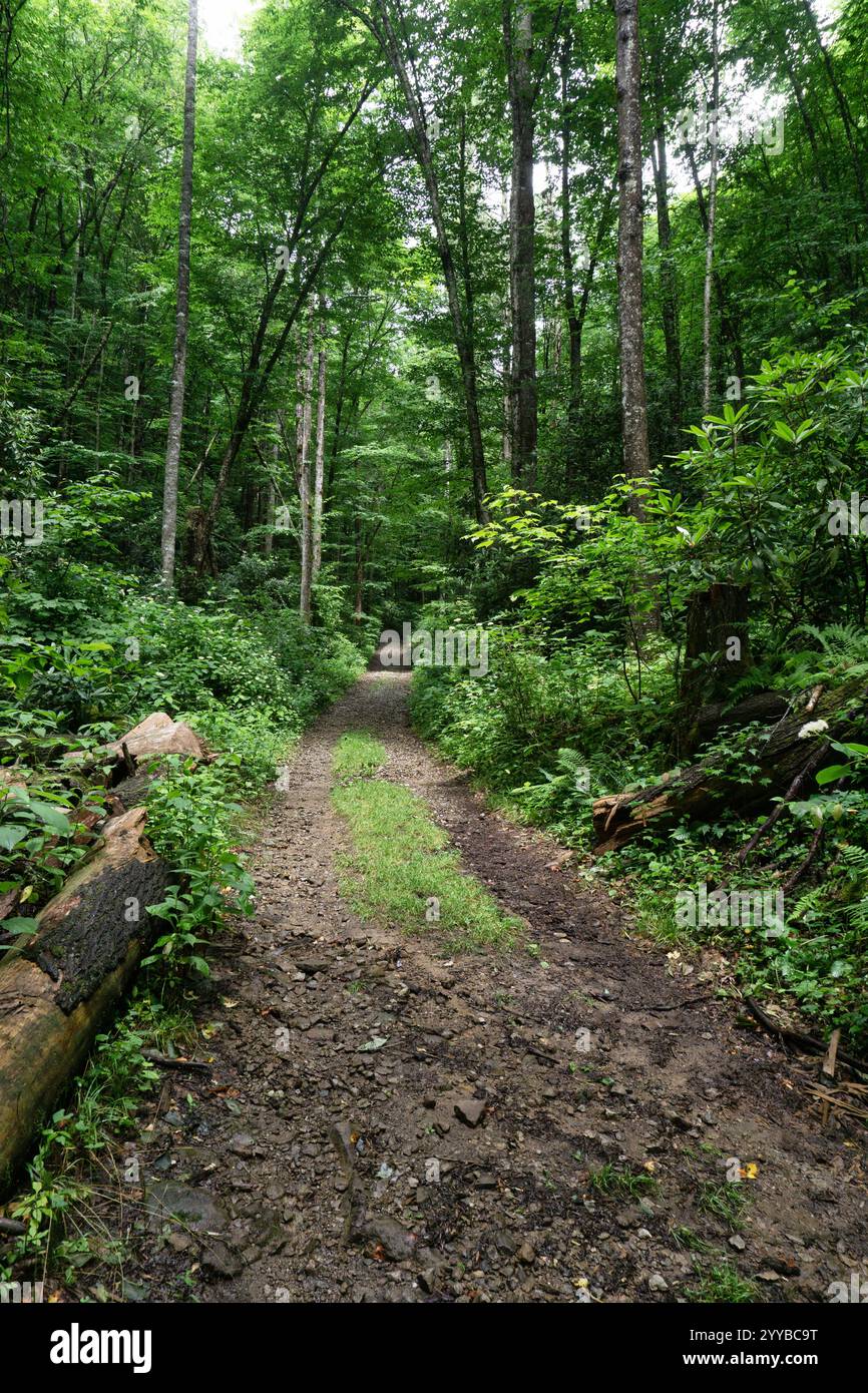Old logging road hi-res stock photography and images - Alamy