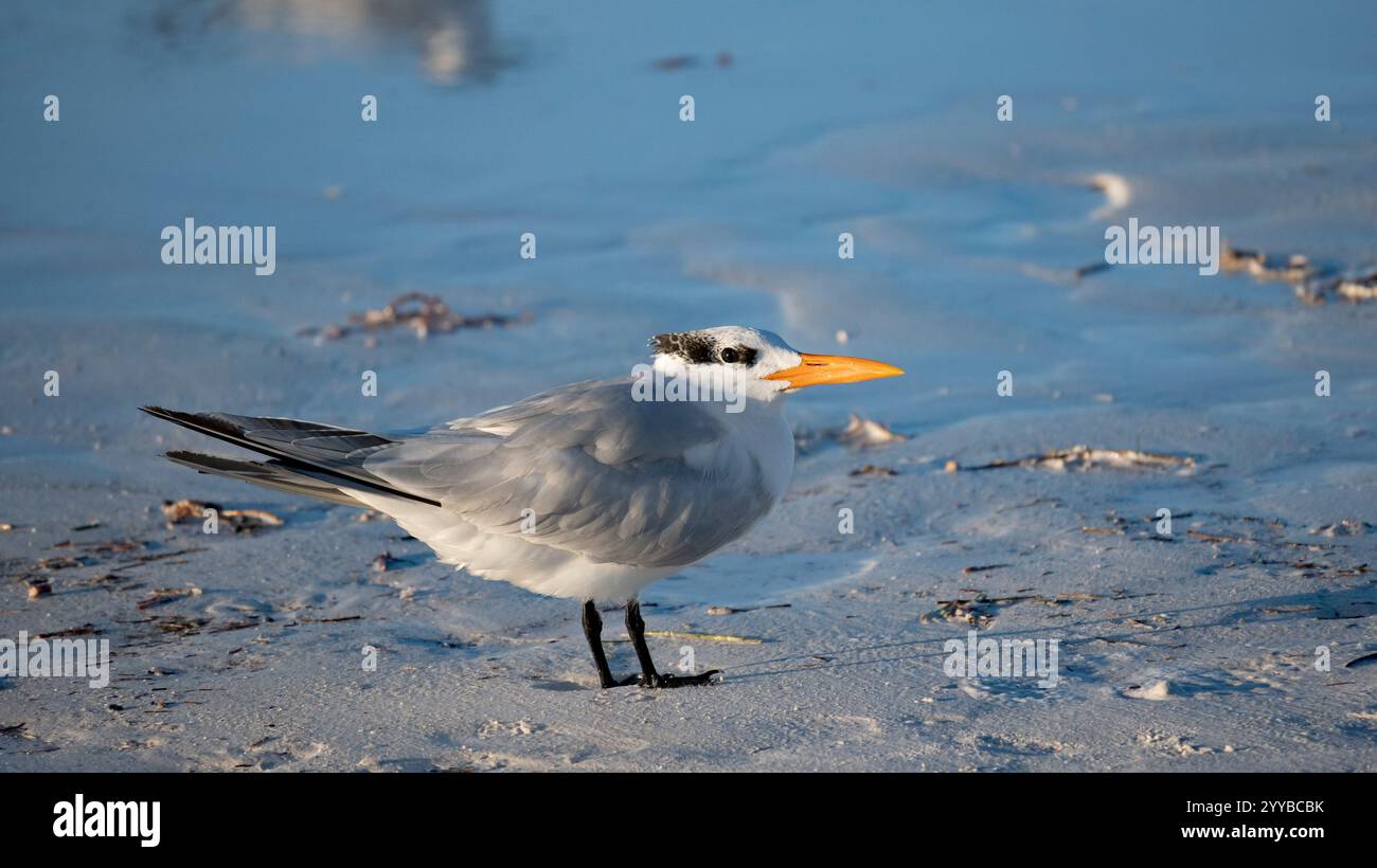 Royal tern thalasseus maxima hi-res stock photography and images - Alamy
