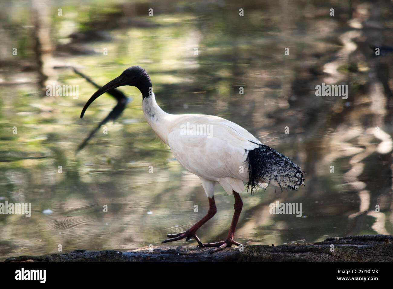 The Australian White Ibis is characterised by having predominantly ...