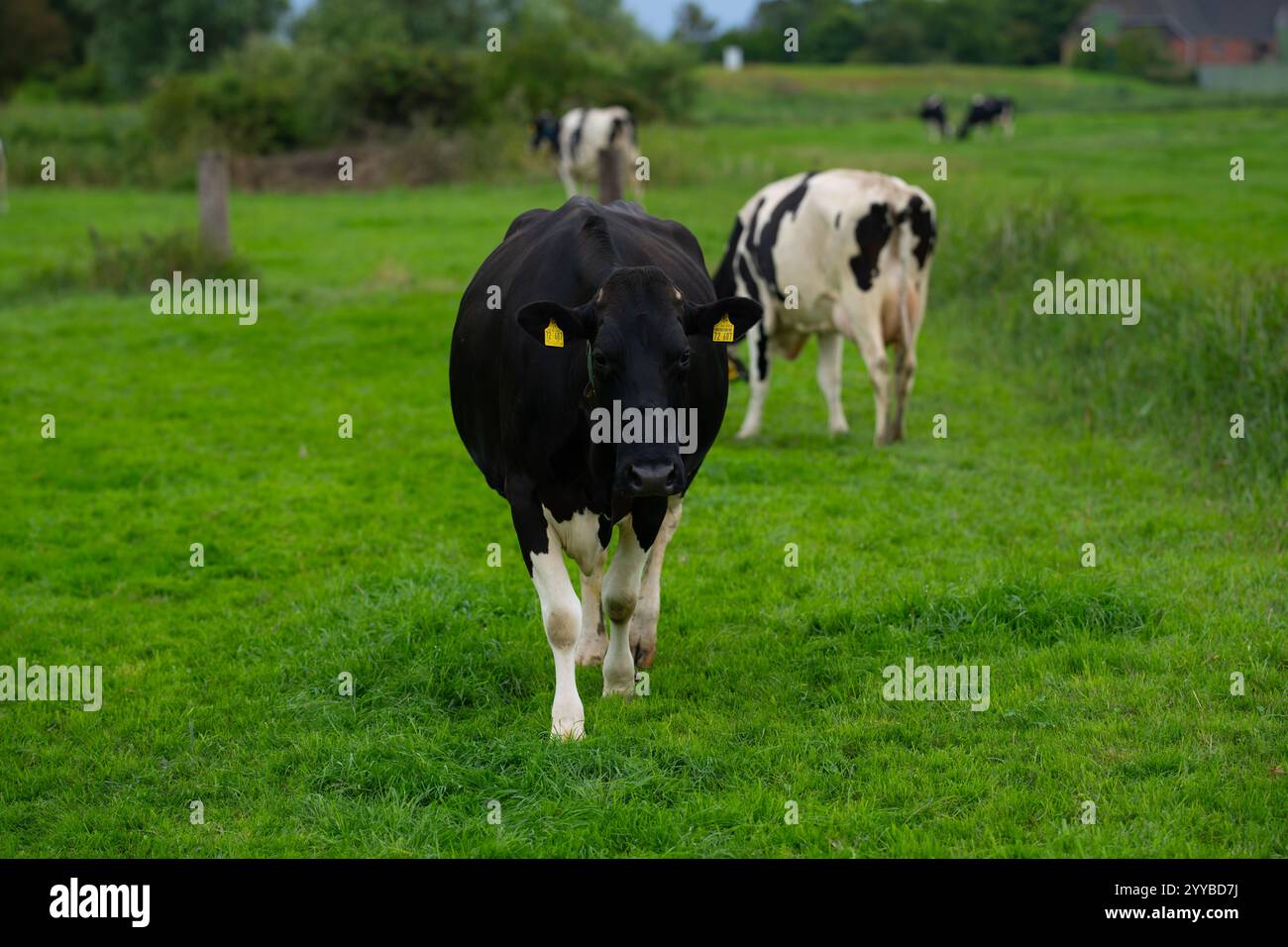 Holstein Cow herd. Cow herd grazing at farm. Dairy cow herd in meadow ...