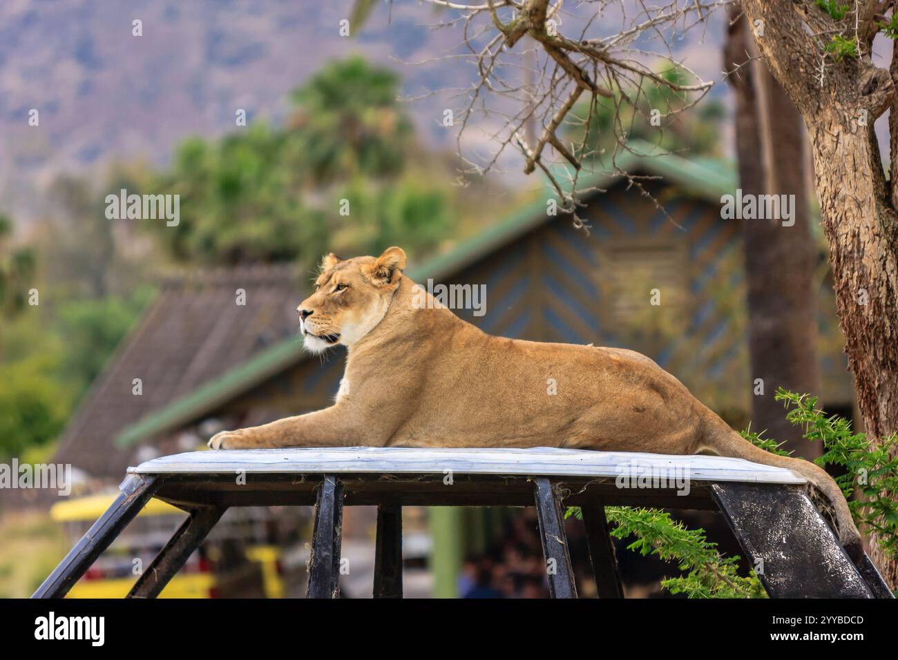 A lion is laying on a metal platform in front of a house. The lion ...