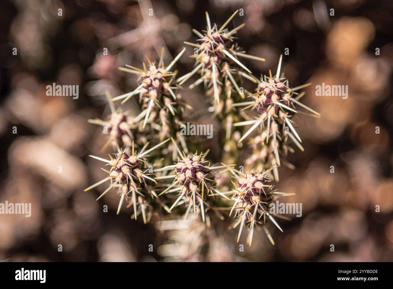 A close up of a cactus with many spines. The cactus is brown and has a ...