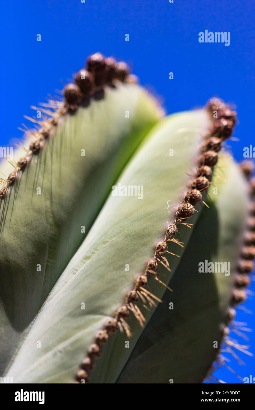 A cactus with brown spines and a green stem. The spines are long and ...