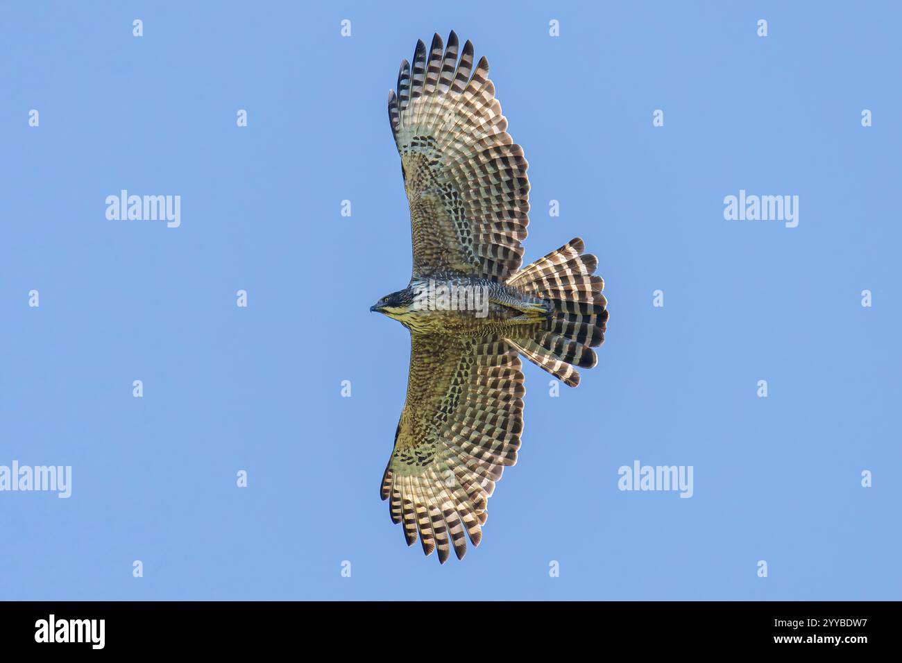 Mountain hawk eagle detail of the bird in flight Stock Photo - Alamy
