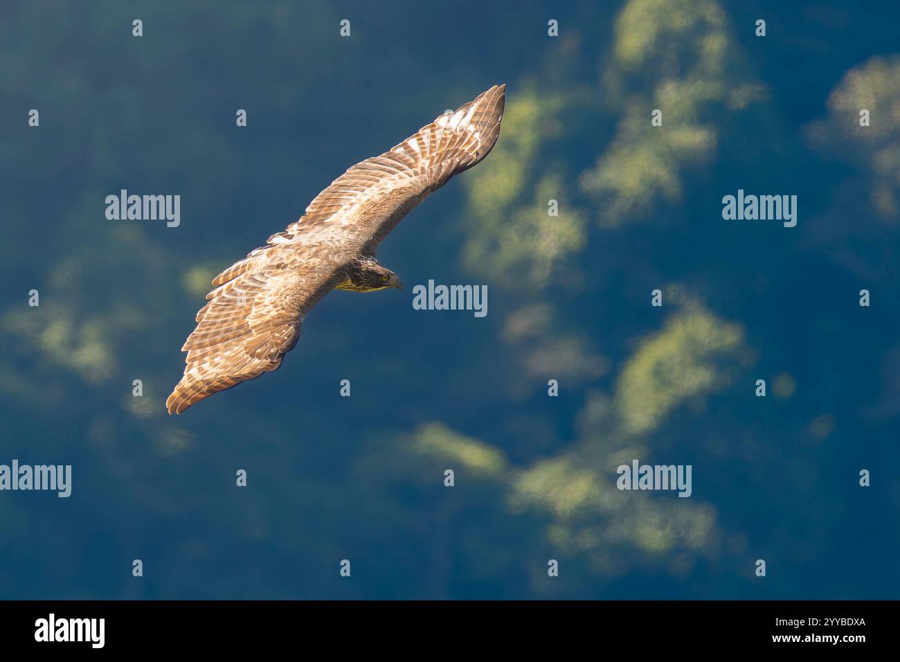 Mountain hawk eagle in flight in Taiwan Stock Photo - Alamy