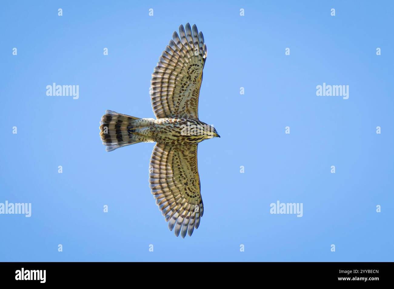 Tail feathers goshawk hi-res stock photography and images - Alamy