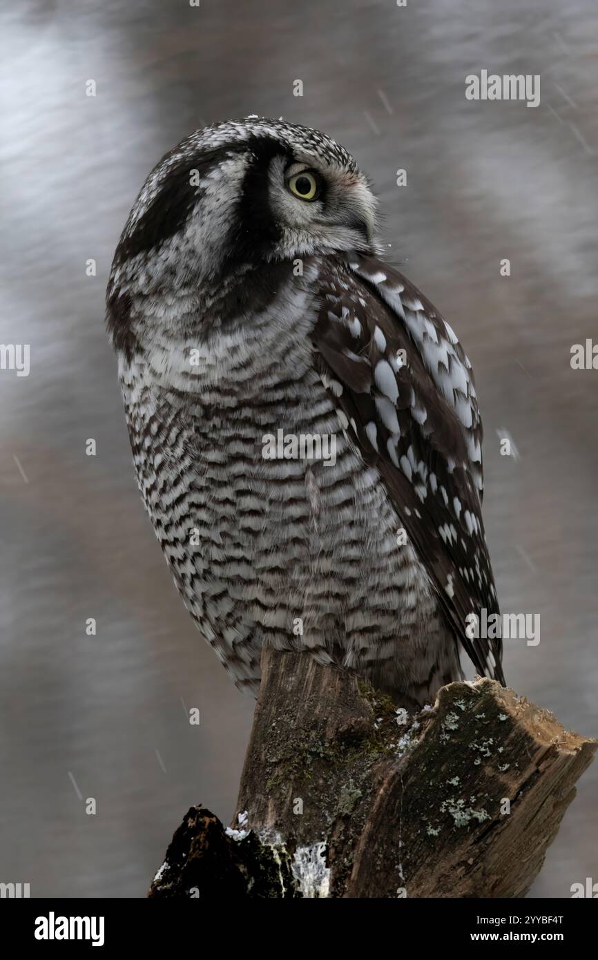Northern hawk-owl Under snow, winter (Surnia ulula Stock Photo - Alamy