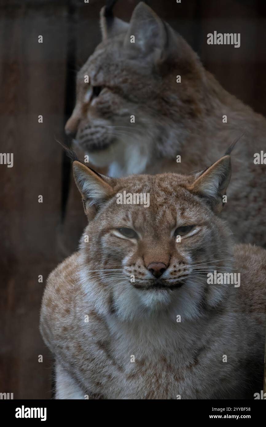 Portrait furry eurasian lynx hi-res stock photography and images - Alamy