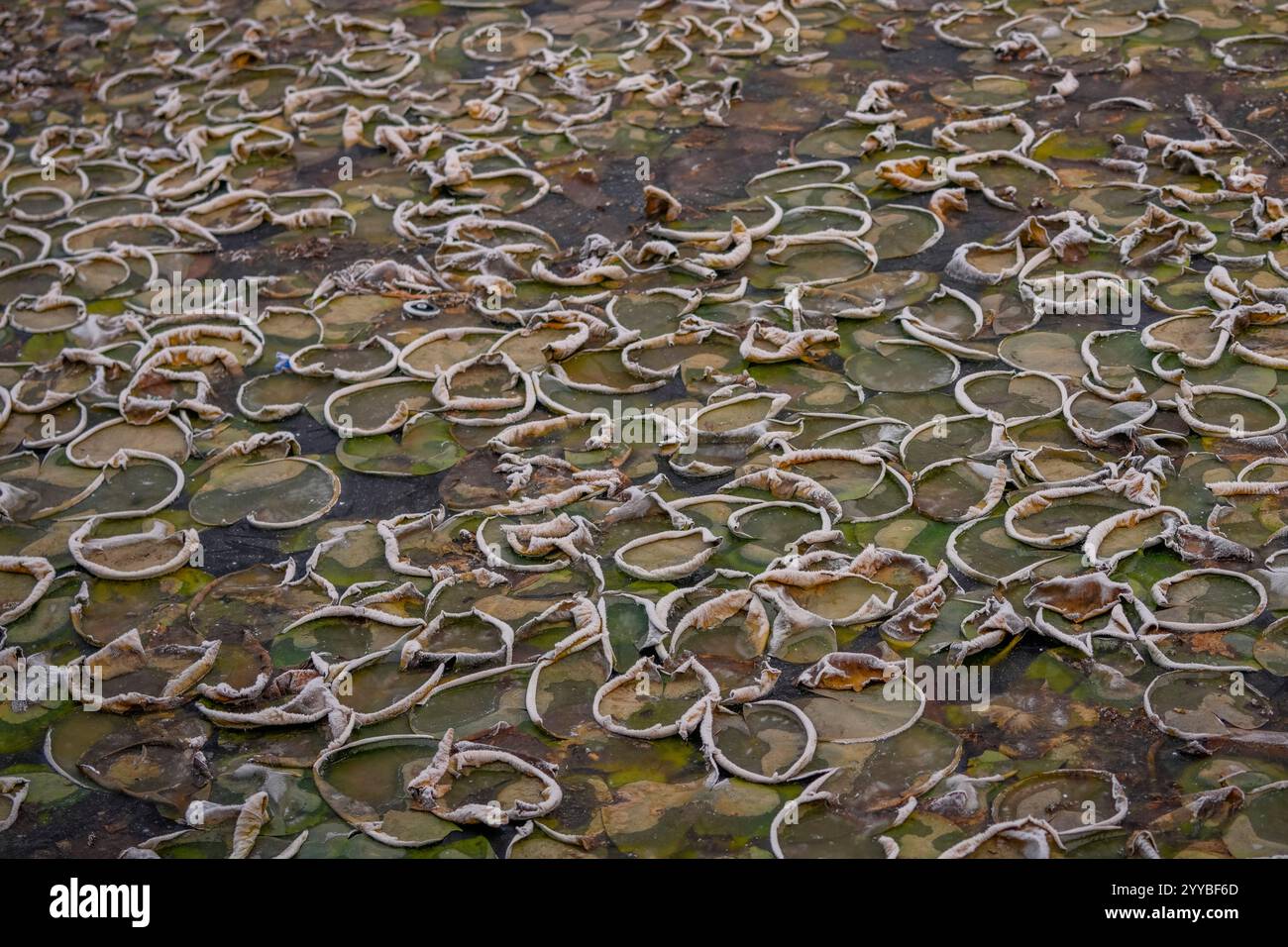 Frost covers lotus leaves in the frozen waters of Dal Lake as the 40 ...
