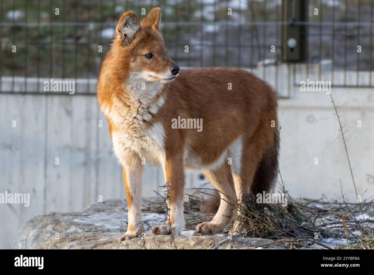 Dhole also known as a Red Dog or an Asian Wild Dog on first snow walk ...