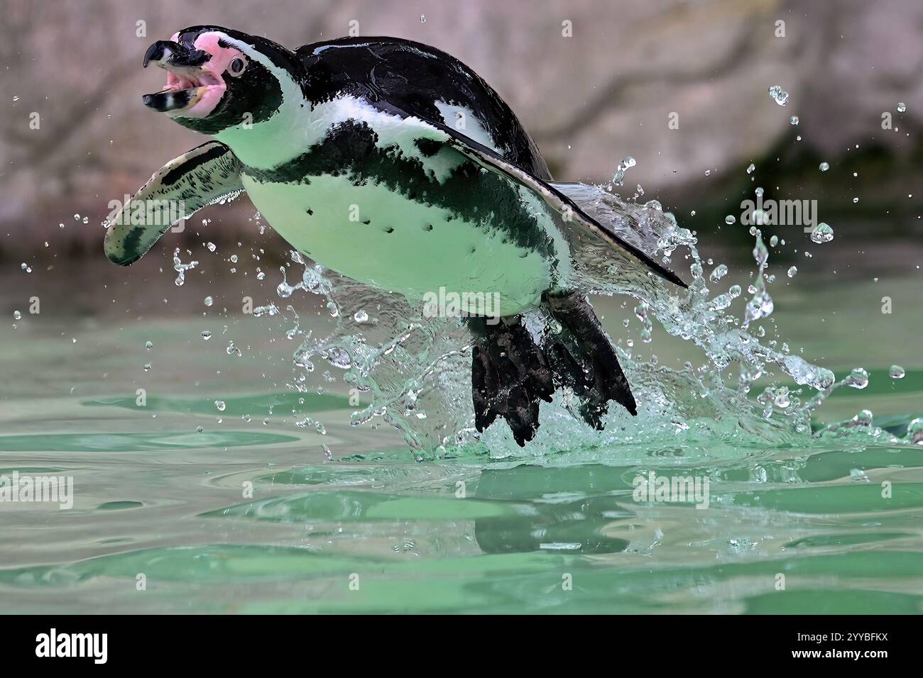 Penguin jumping out of the water at ZSL London Zoo Stock Photo - Alamy