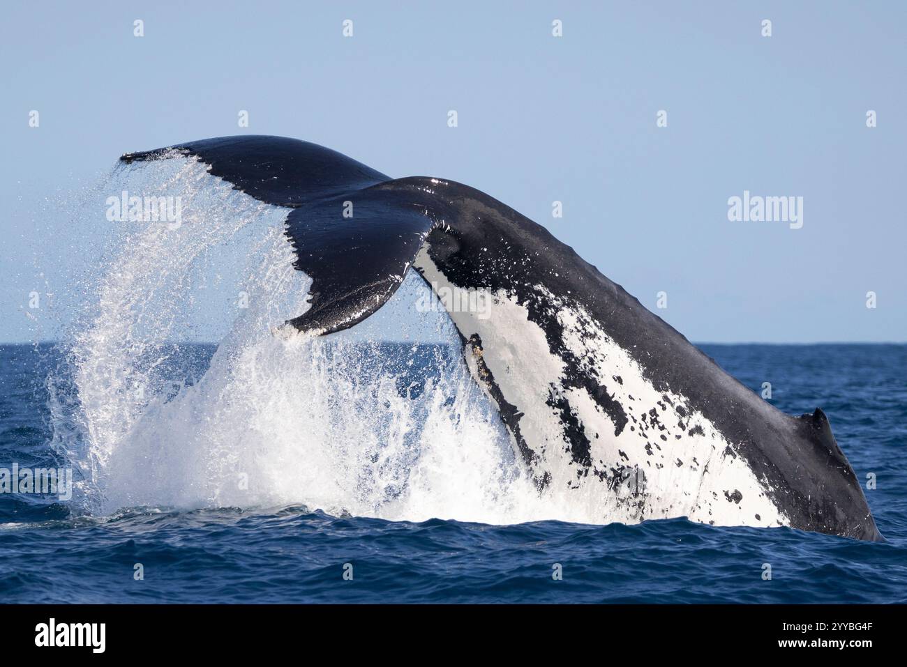Adult Humpback whale performs a peduncle/tail throw off Sydney ...
