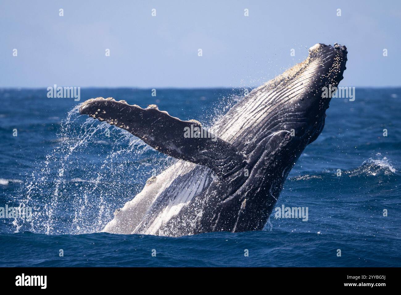 Humpback whale flippers hi-res stock photography and images - Alamy