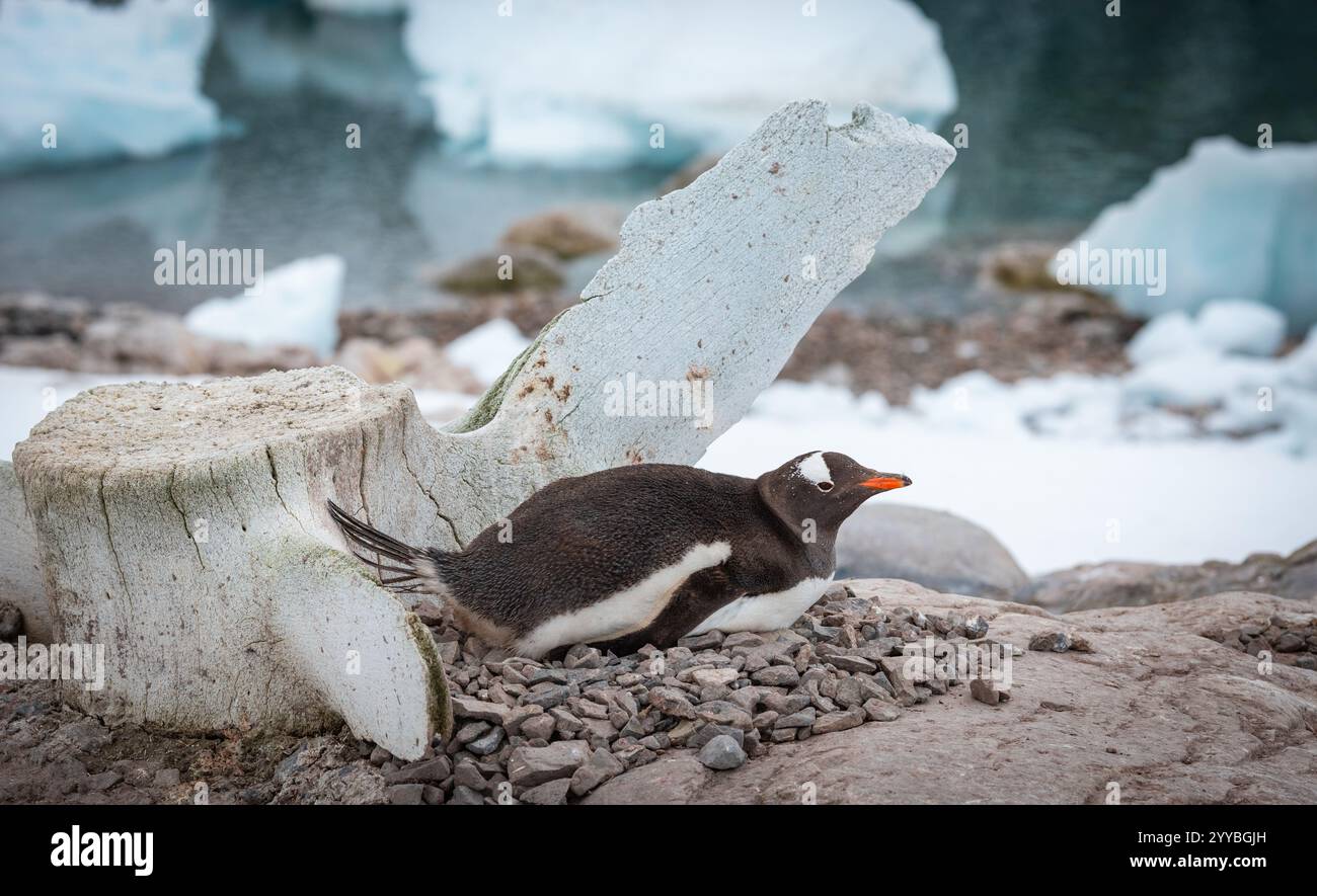 Penguin Breeding on Nest of Pebbles in Antarctica Stock Photo - Alamy