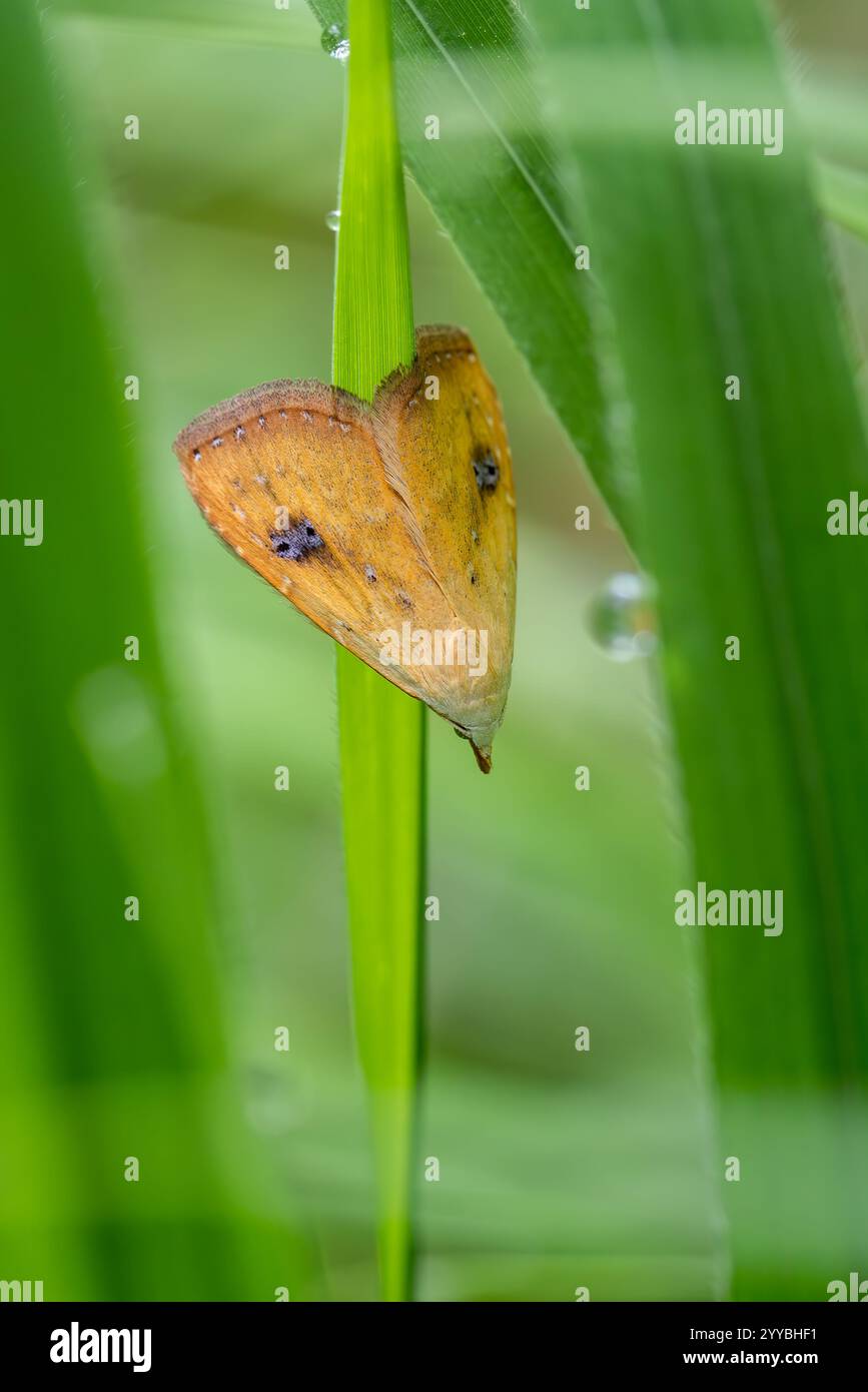 Straw Dot moth - Rivula sericealis, small yellow moth from meadows and ...