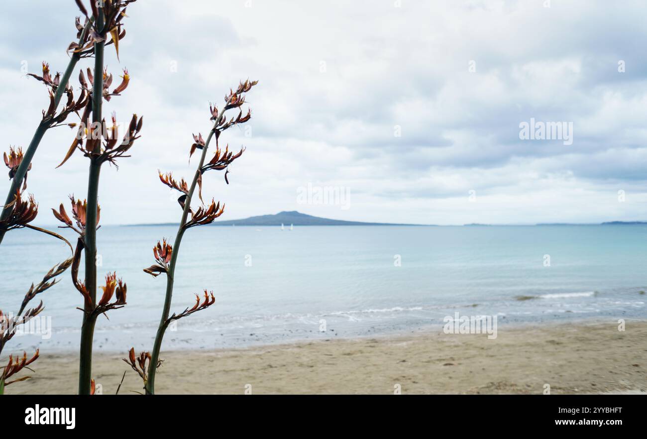 Native New Zealand Flax (Harakeke) flowers framing Rangitoto Island ...