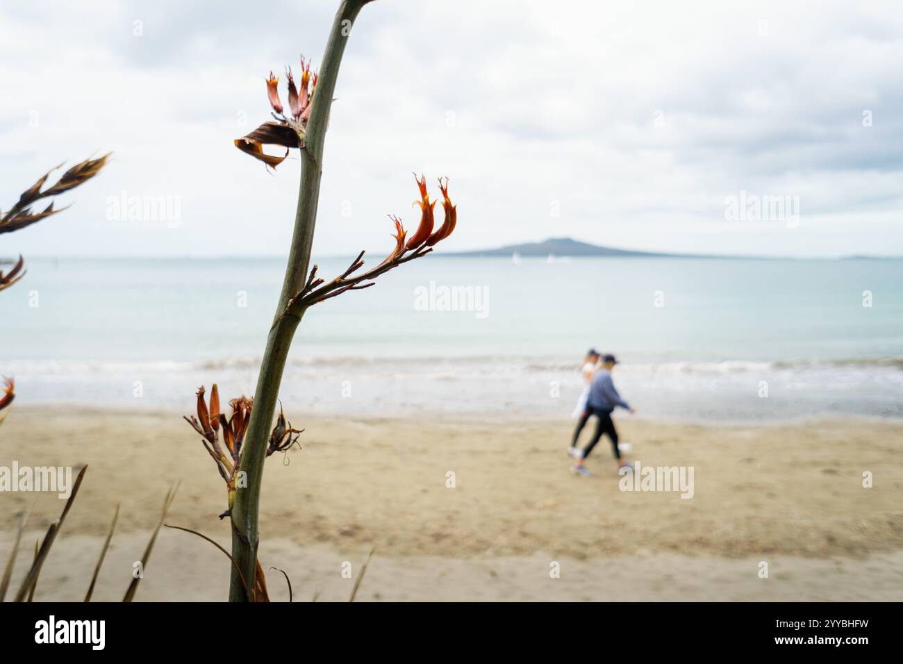 Native New Zealand Flax (Harakeke) flowers at Takapuna beach ...