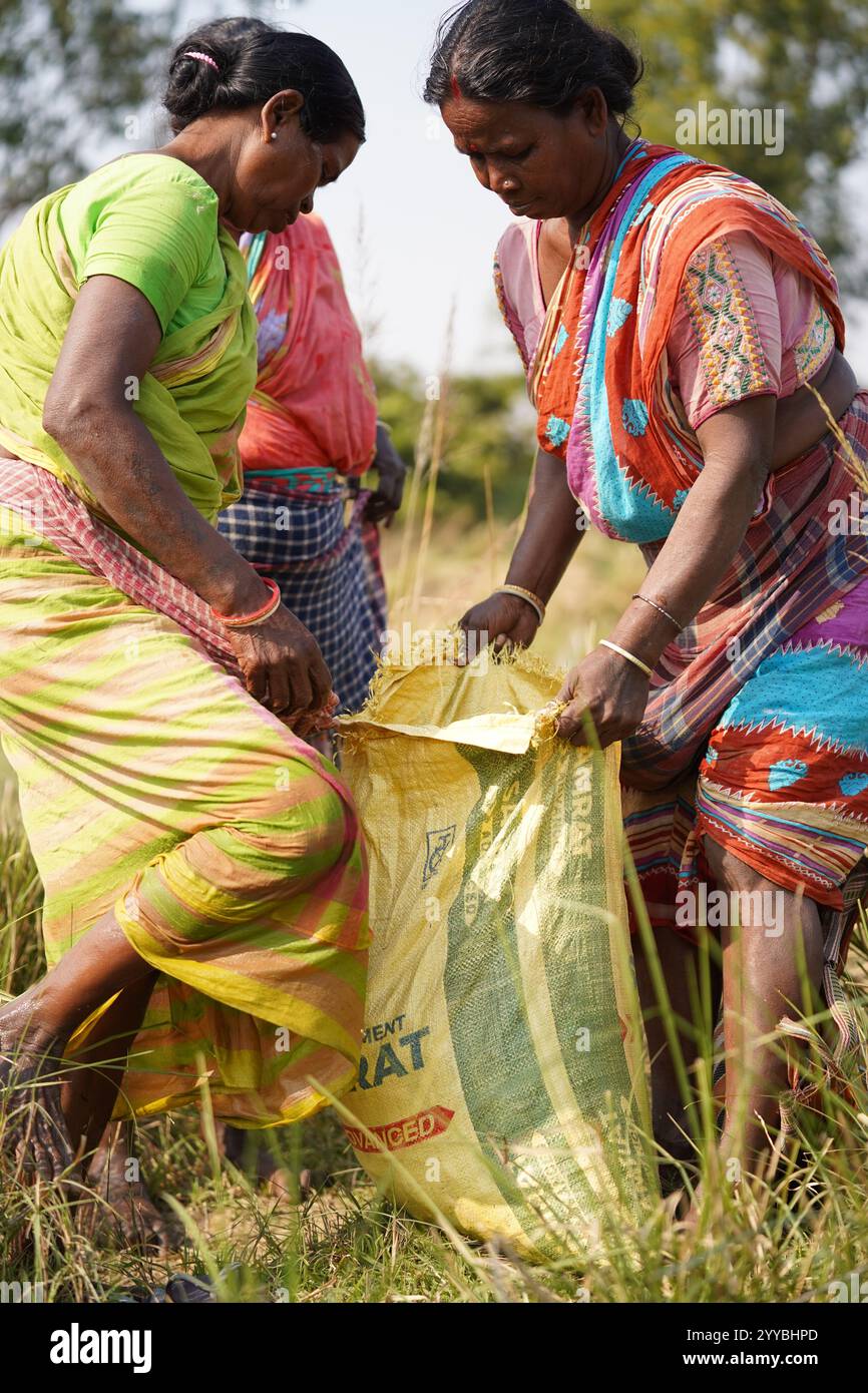 Santiniketan, India. December 7, 2024: Barefoot Santal women traverse ...