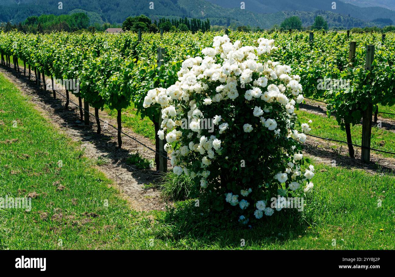 Roses growing in a vineyard as an early indicator of the overall health ...