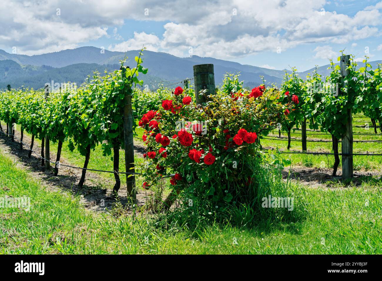 Roses grown next to grapevines in a vineyard as an early indicator of ...