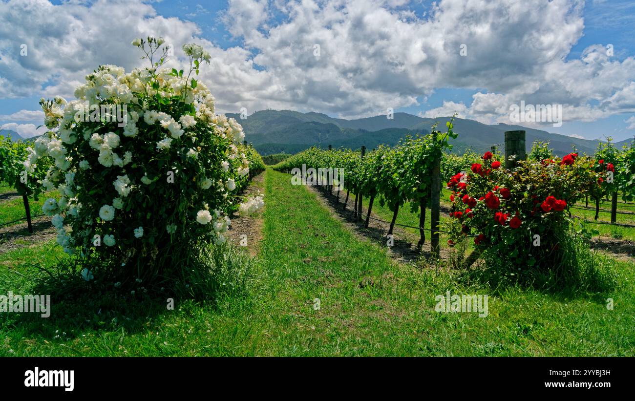Red and white roses grown in a vineyard as a health monitor of the ...