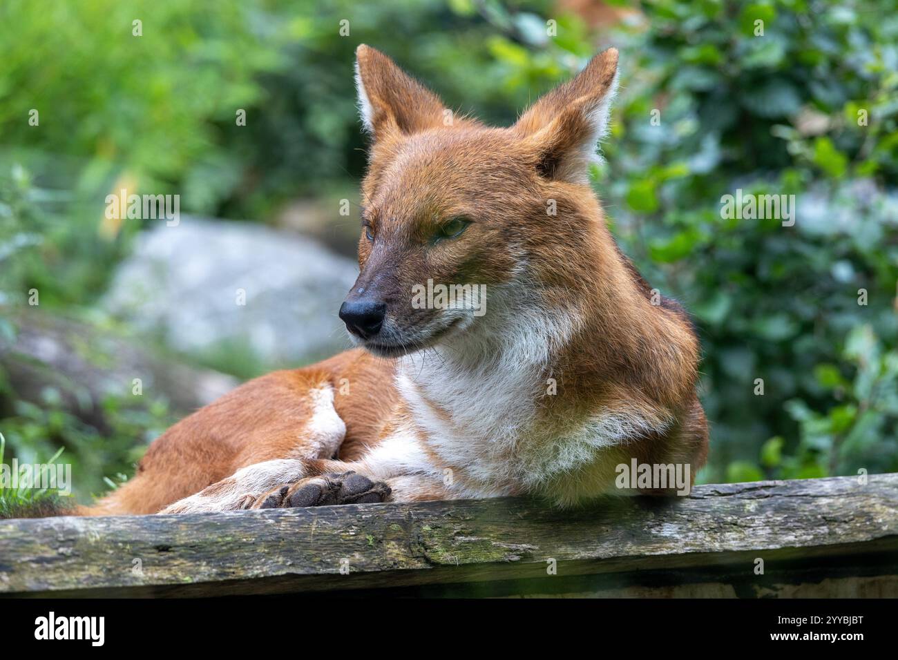 Dhole - Agile Hunter in Lush Forest Environment. Photo of dhole (Cuon ...