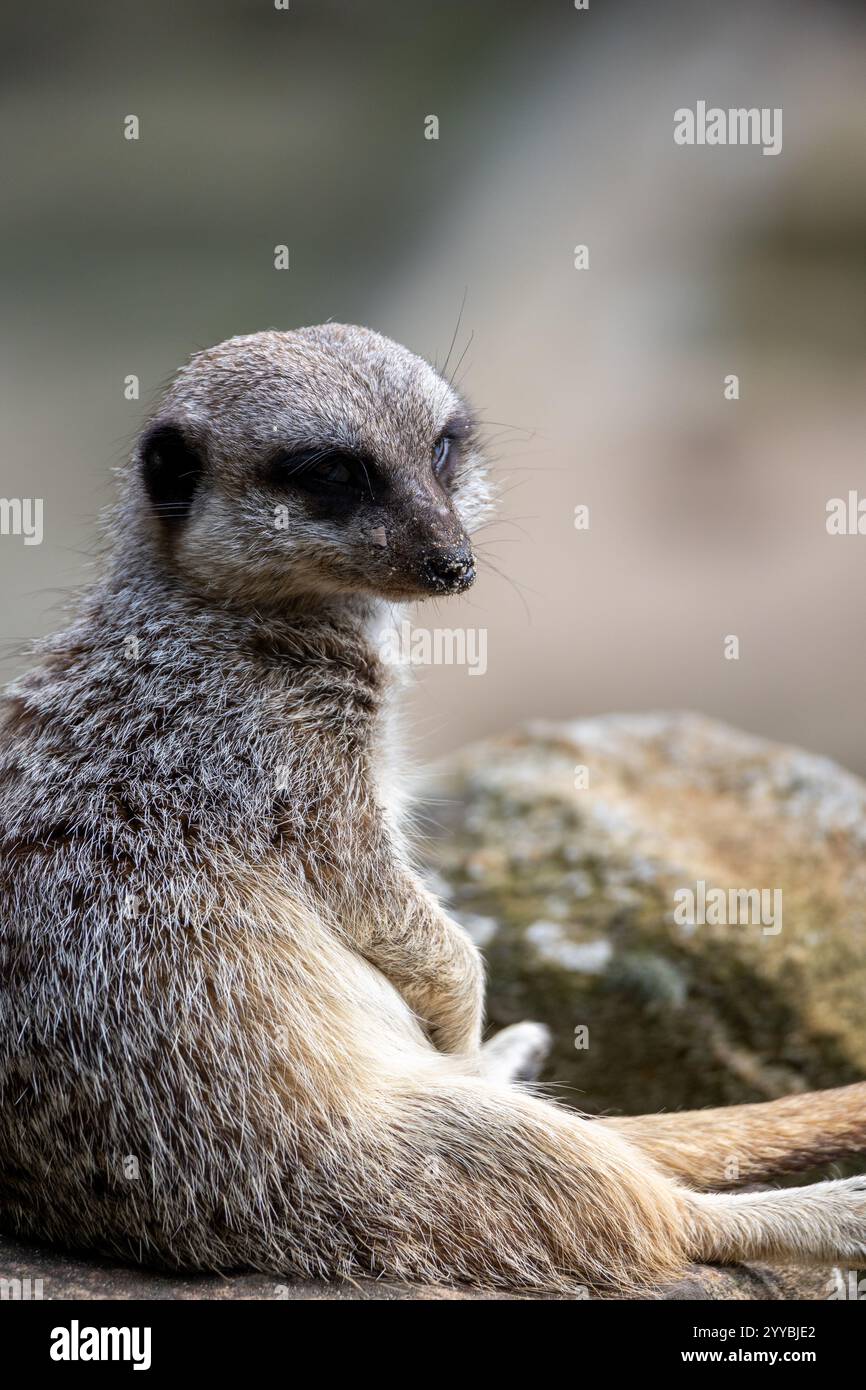 Portrait of alert meerkats looking and disappearing in all directions ...