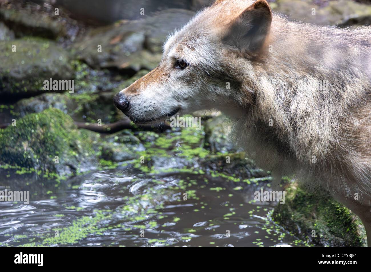 A wolf is walking through a forest with green plants and moss Stock ...