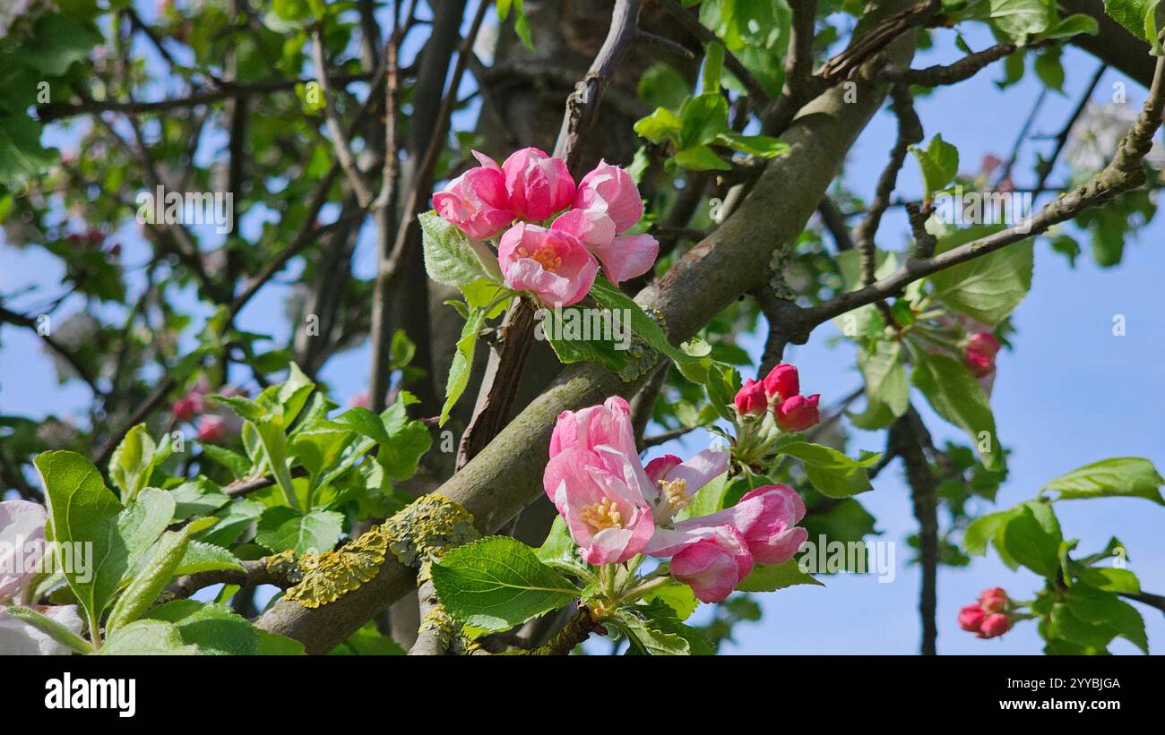 Apple tree in the orchard hi-res stock photography and images - Alamy