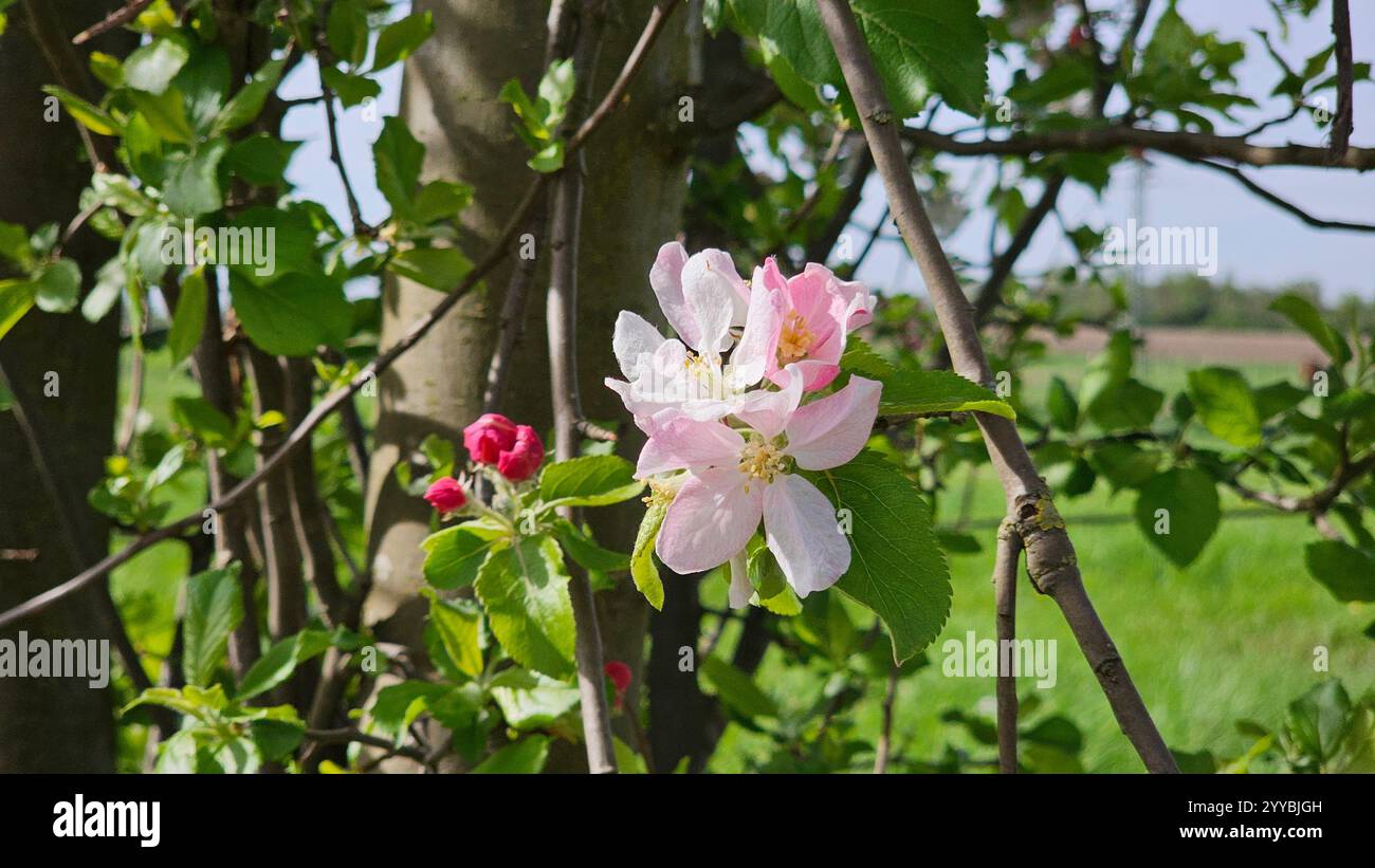 Vibrant fruit tree hi-res stock photography and images - Alamy