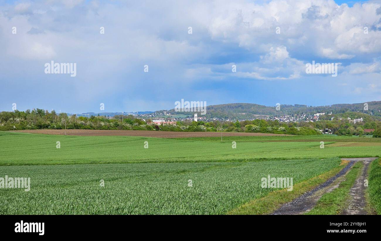 A field of tall grass with a small town in Menden Sauerland Stock Photo ...