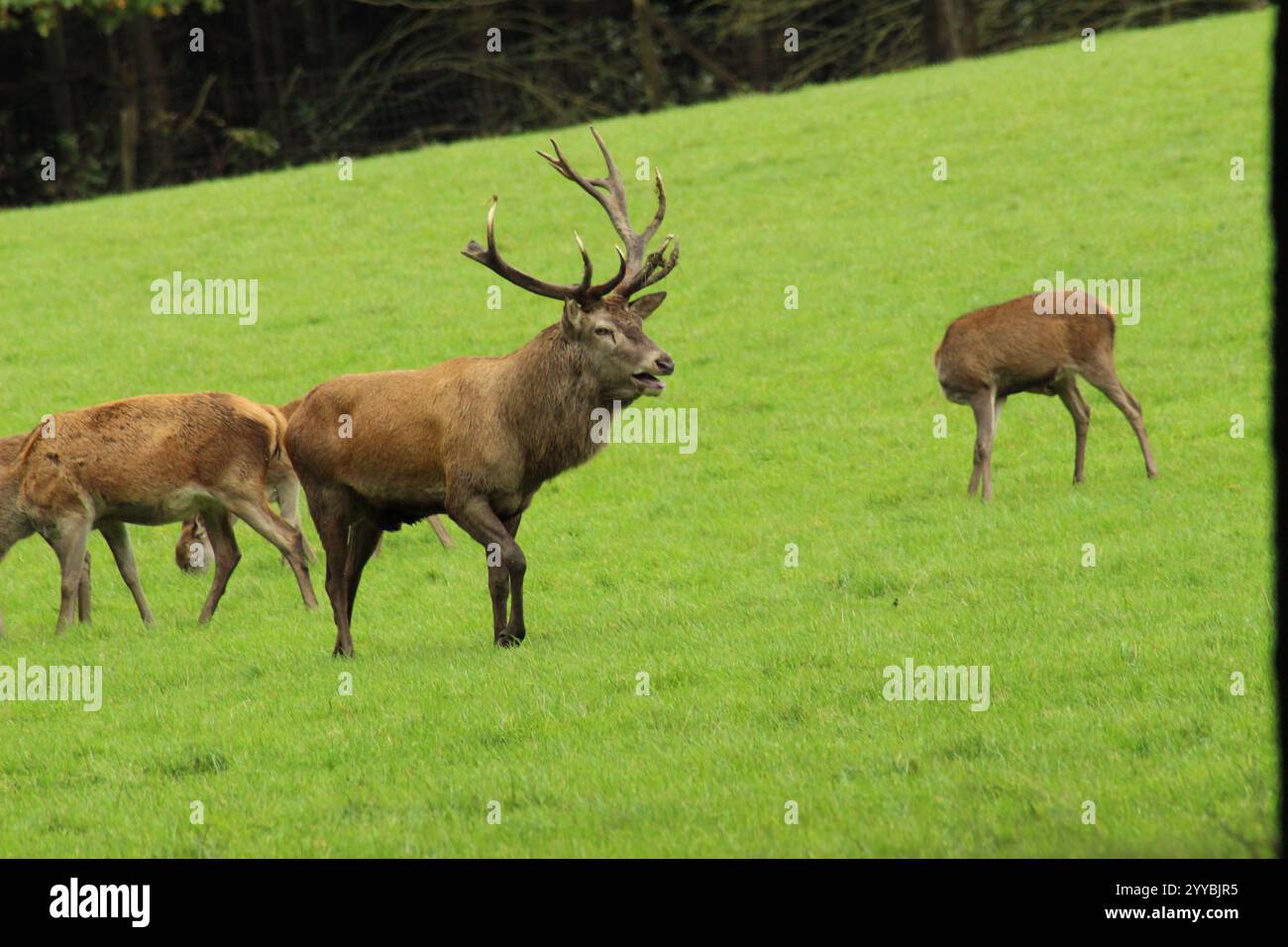 Red color dominance hi-res stock photography and images - Alamy