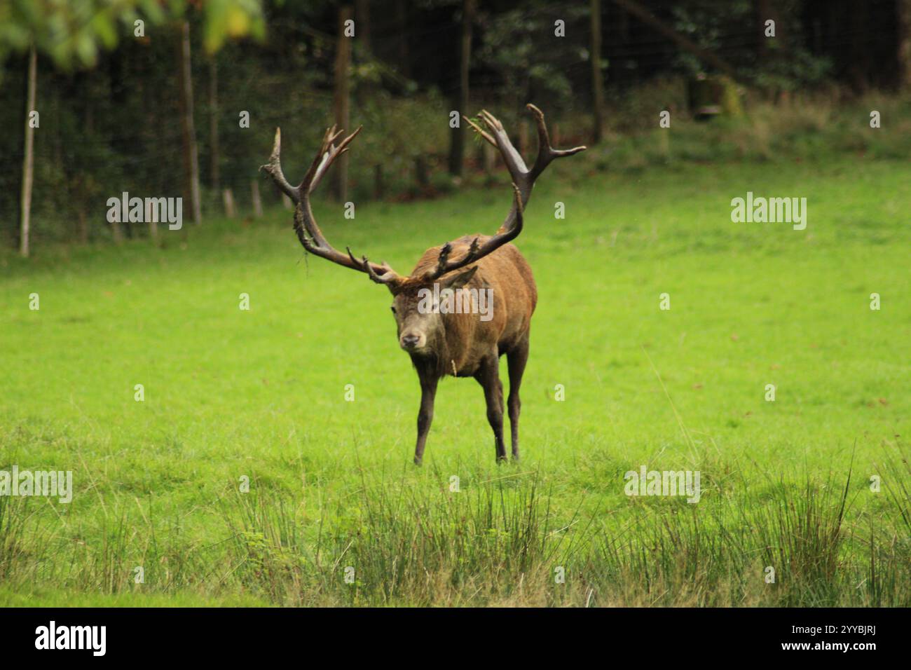 Red color dominance hi-res stock photography and images - Alamy