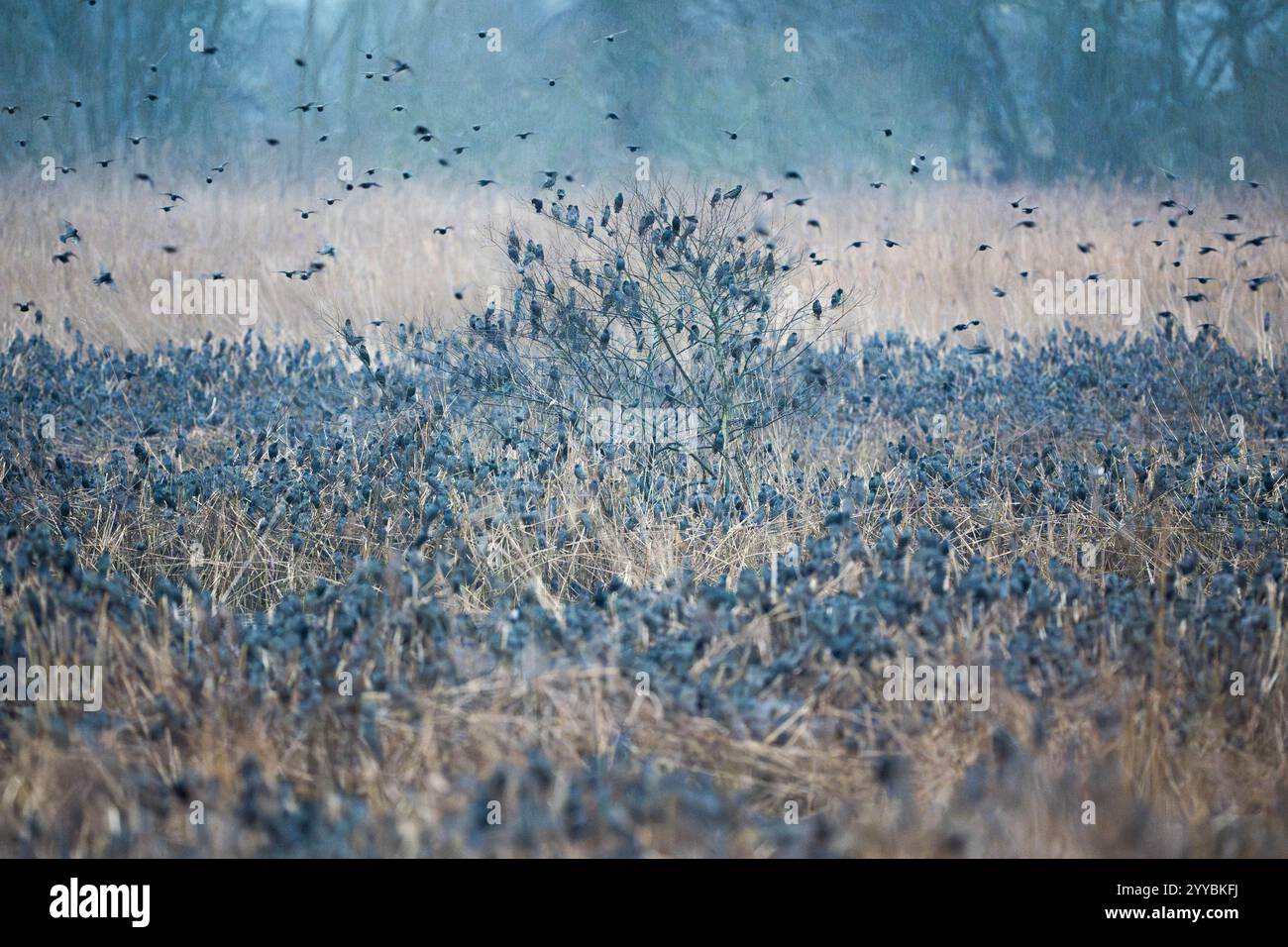 Starlings perch on a tree and in reeds on the Avalon Marshes, Somerset ...