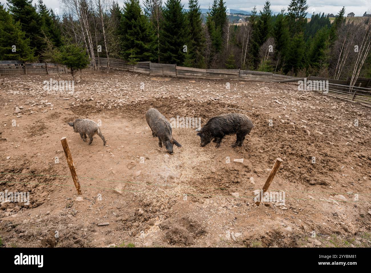 Rustic Farm Scene with Three Pigs foraging in an Open Field Stock Photo ...