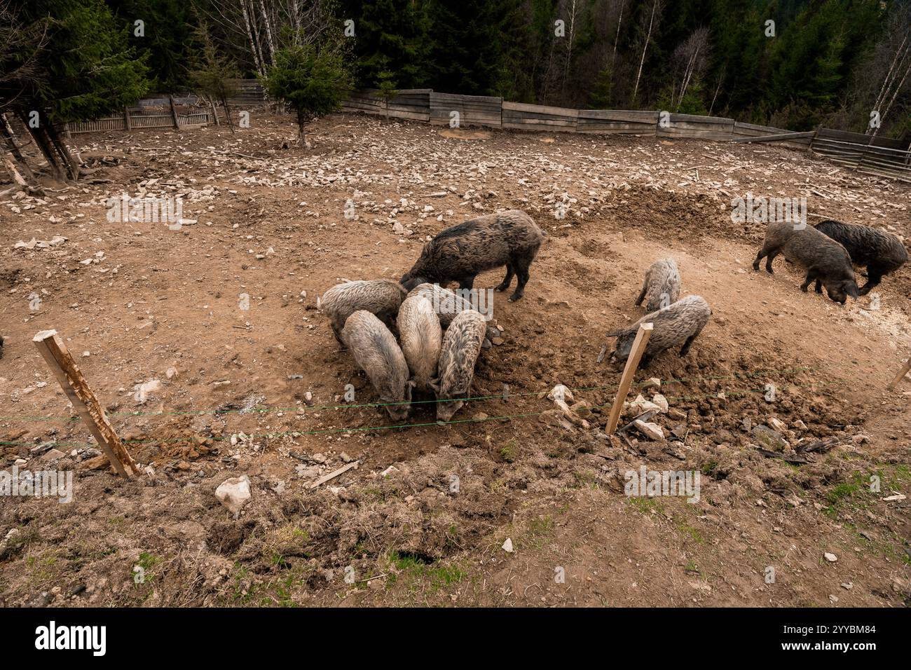 Rustic Farmyard Scene with Pigs Foraging in a Dirt Pen Stock Photo - Alamy