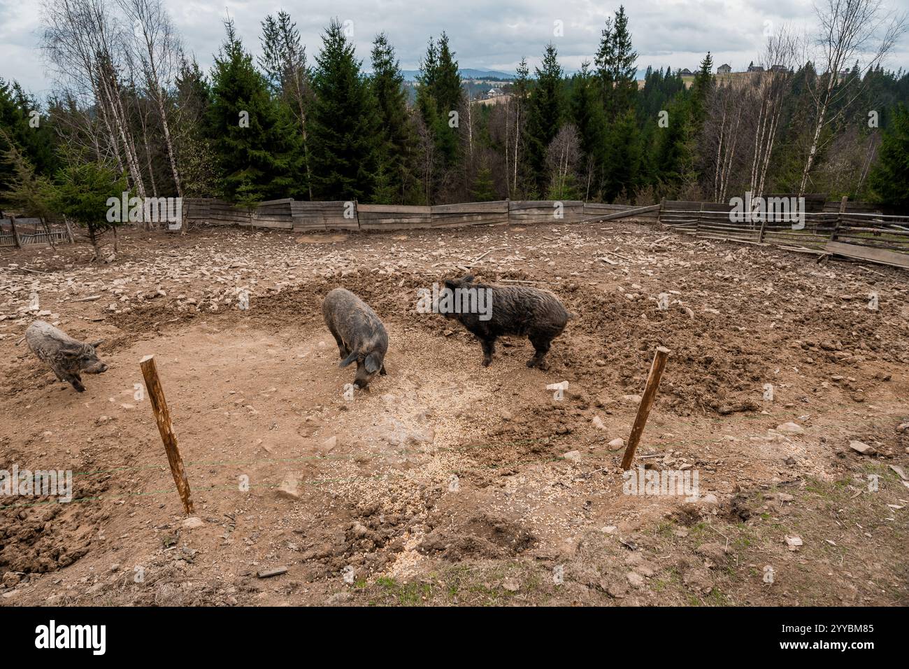 Rustic Farm Scene Featuring Pigs in a Natural Landscape Stock Photo - Alamy