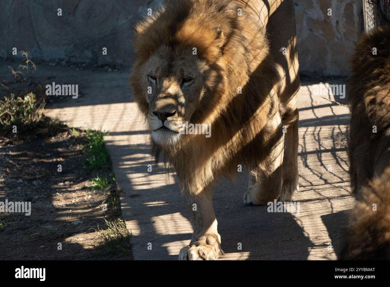 Lion Zoo Enclosure Walking - A lion walks in its enclosure at a zoo ...