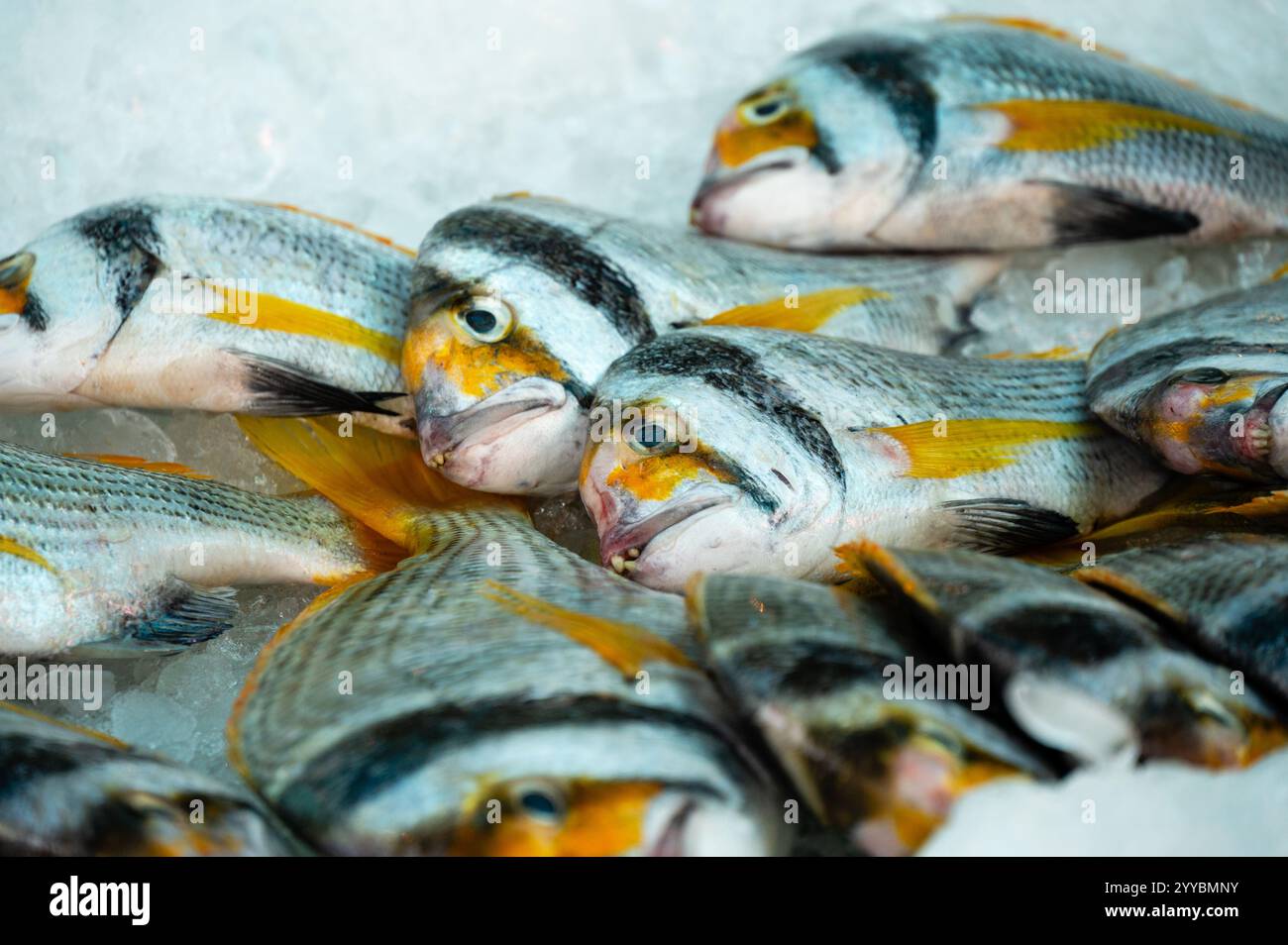 Silver fish with stripes hi-res stock photography and images - Alamy
