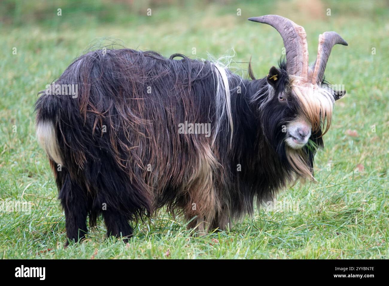Dutch landrace goat looking up from eating. This very rare breed has ...