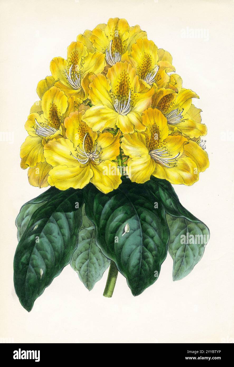 Bright yellow flowers with lush green leaves in a botanical ...