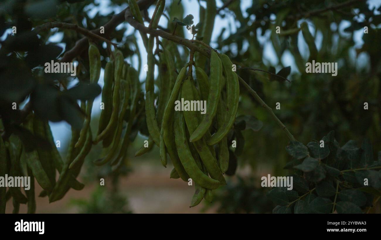 Carob pods hanging from ceratonia siliqua tree branches in an outdoor ...