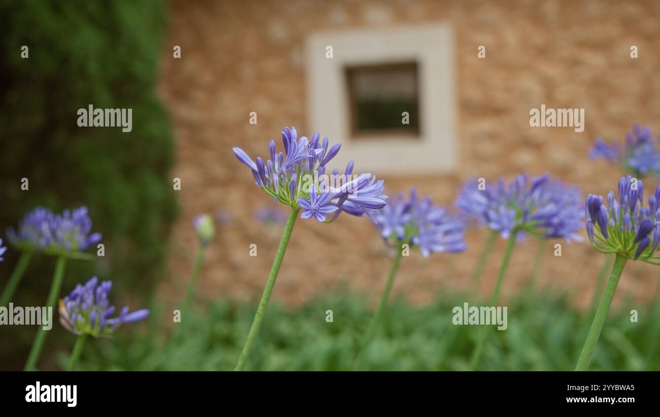 Agapanthus africanus flowers blooming outside a rustic stone house in ...