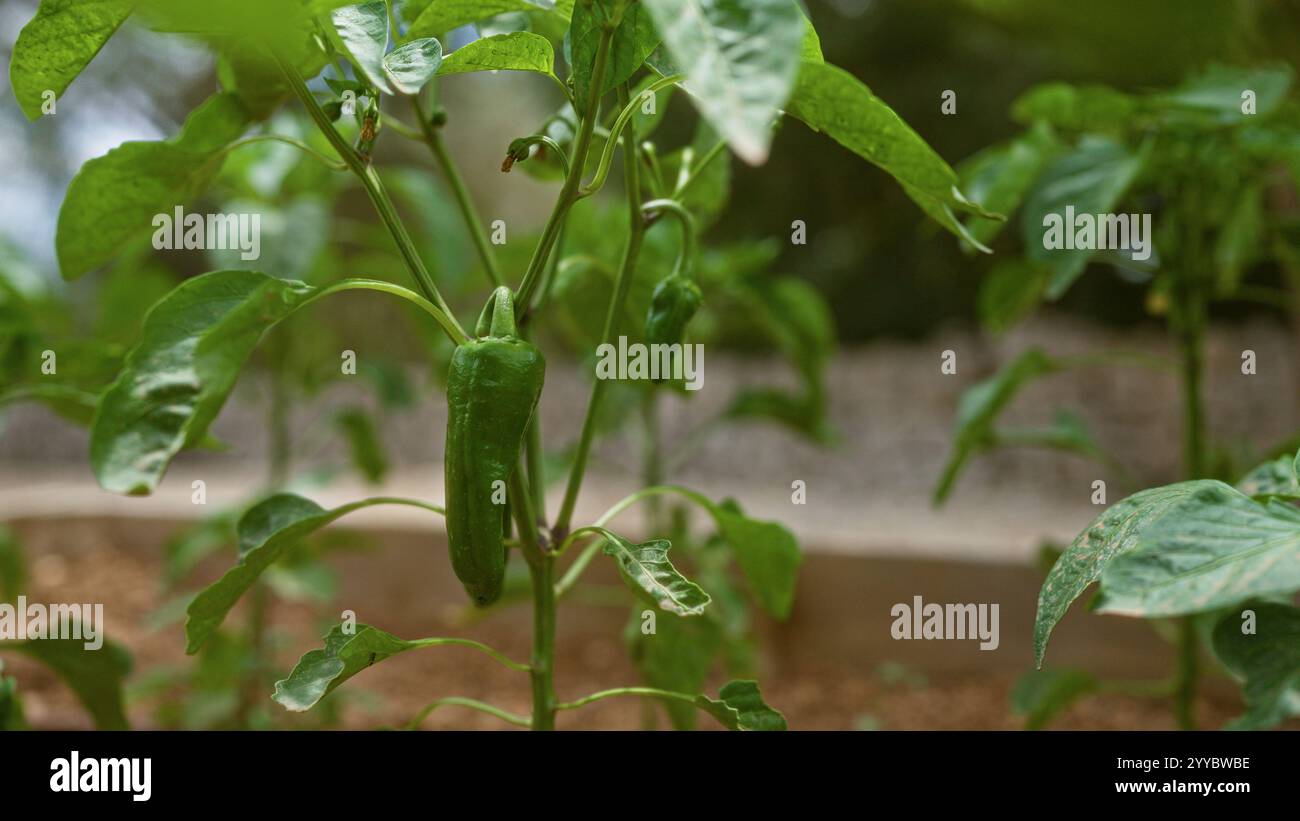 Green padrón pepper capsicum annuum plant growing outdoors in a ...