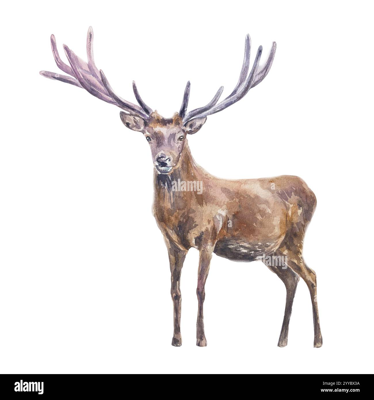 Deer with big antlers, male. Hand drawn watercolor illustration of ...