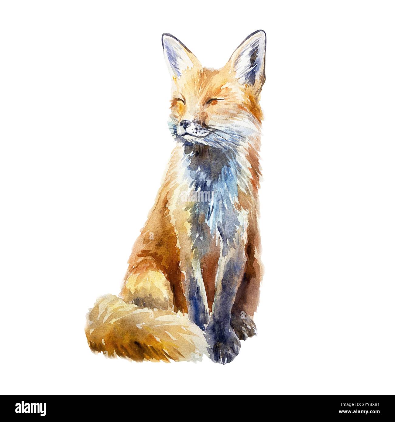 Red fox sitting. Hand drawn watercolor illustration of forest animal ...