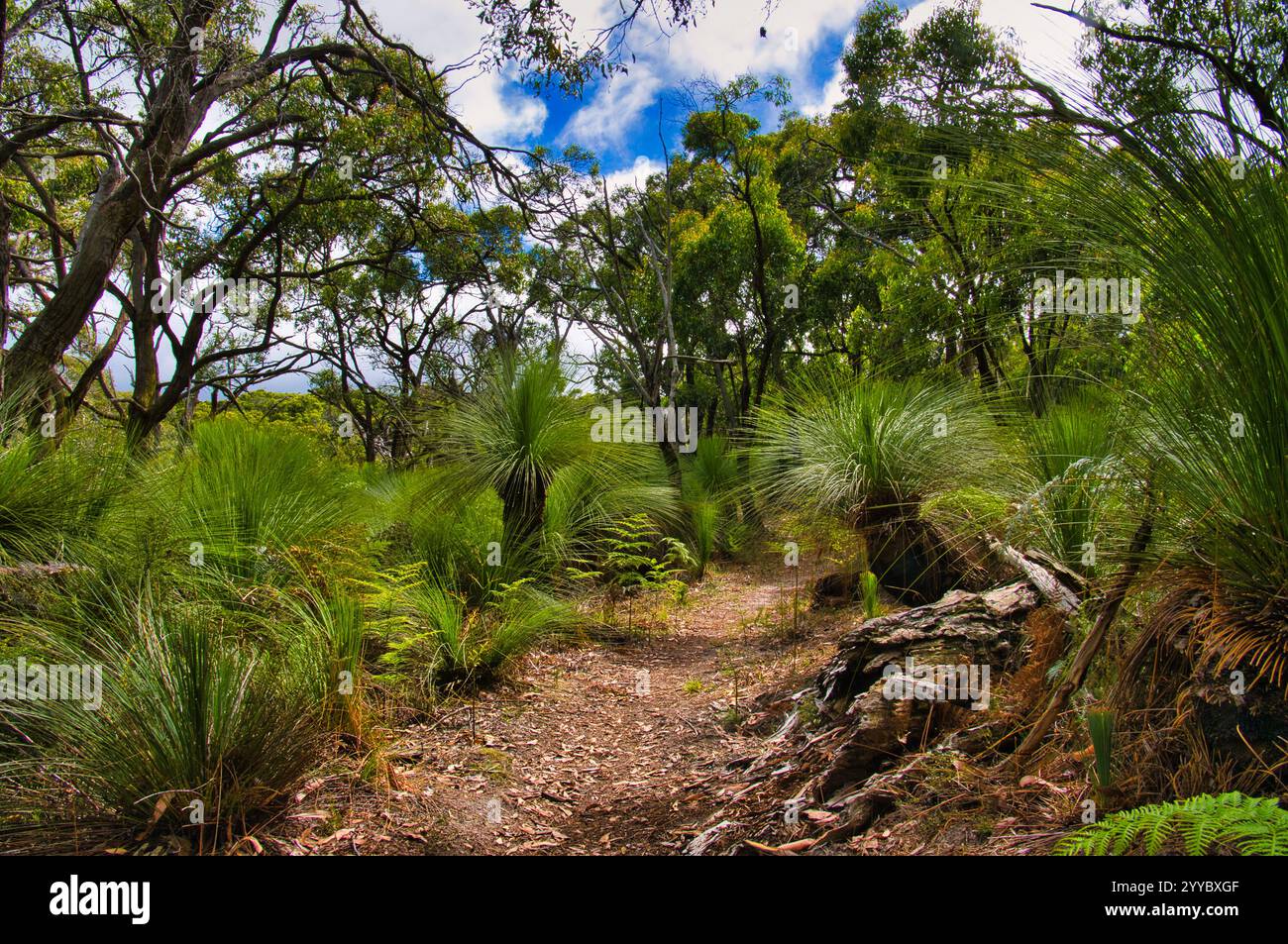 Landscape trees on bushland forest hi-res stock photography and images ...